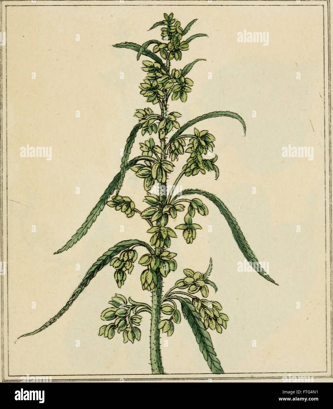 This 1812 Work Outlines Linnaeus Botanical Classification System Presenting Examples Of Plant