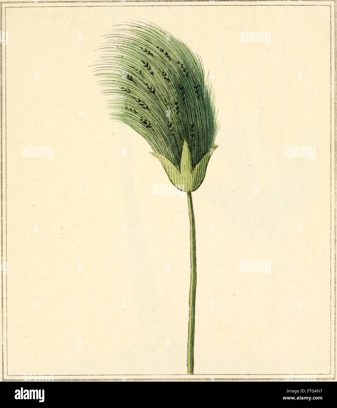 A Botanical Text From 1812 Presenting Linnaeus System Of Plant Classification With Examples