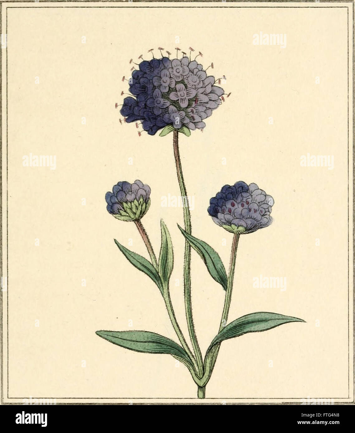 This 1812 Work Outlines Linnaeus Principles Of Botanical Science Offering Examples Of Plant