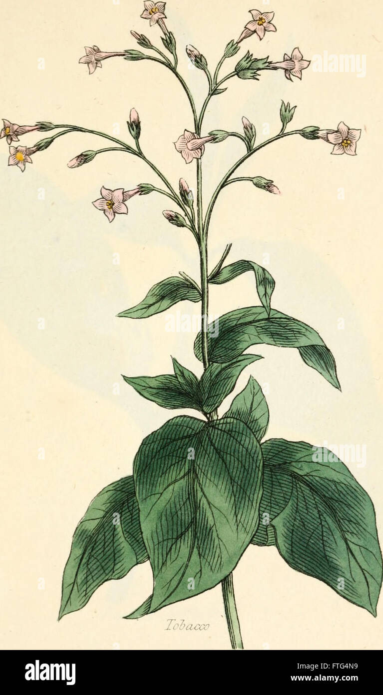 'Elements of the Science of Botany' (1812) presents Linnaeus ...