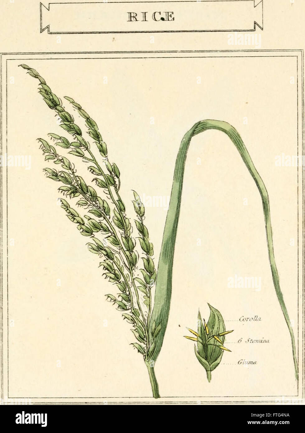 A 1812 Text By Carl Linnaeus Outlining His Botany Classification System The Book Includes