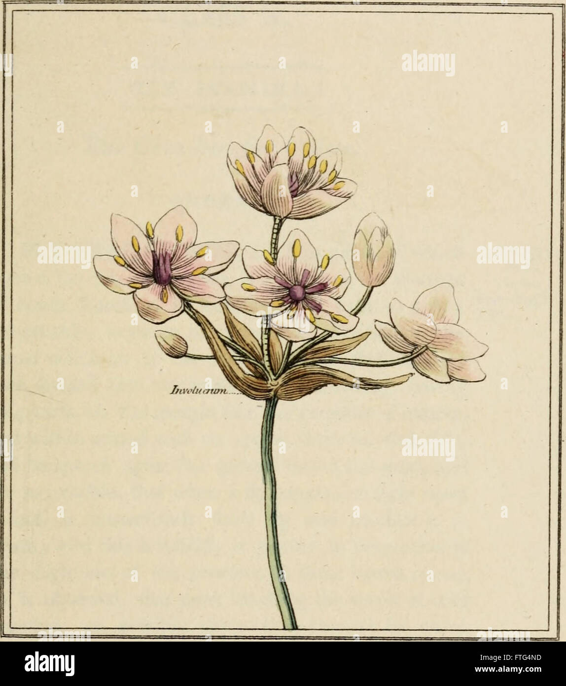This 1812 Work On Linnaeus Botany System Outlines His Classification Of Plants Into Various