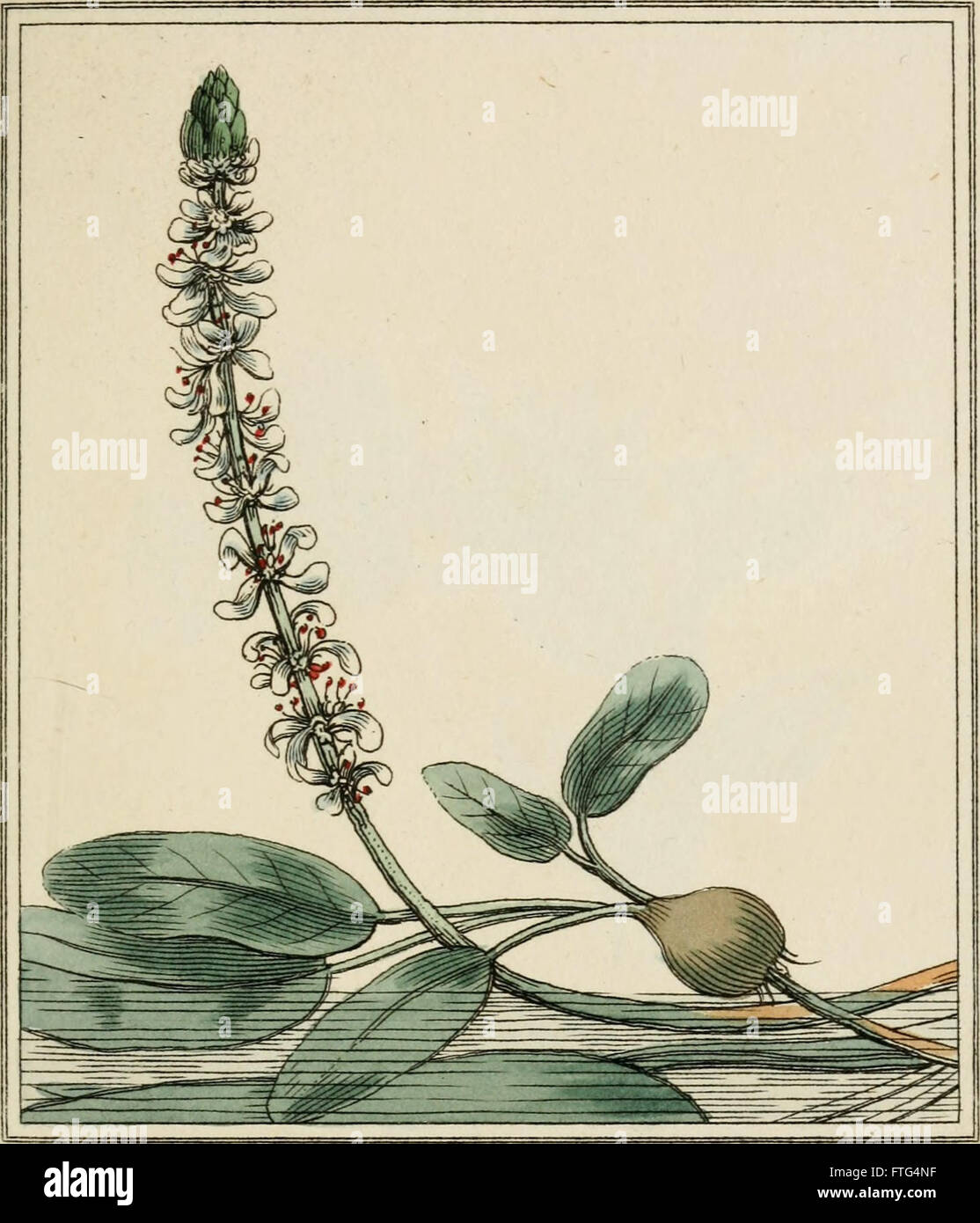 An 1812 Work Based On Linnaeus Classification System Of Plants Detailing Botanys Scientific