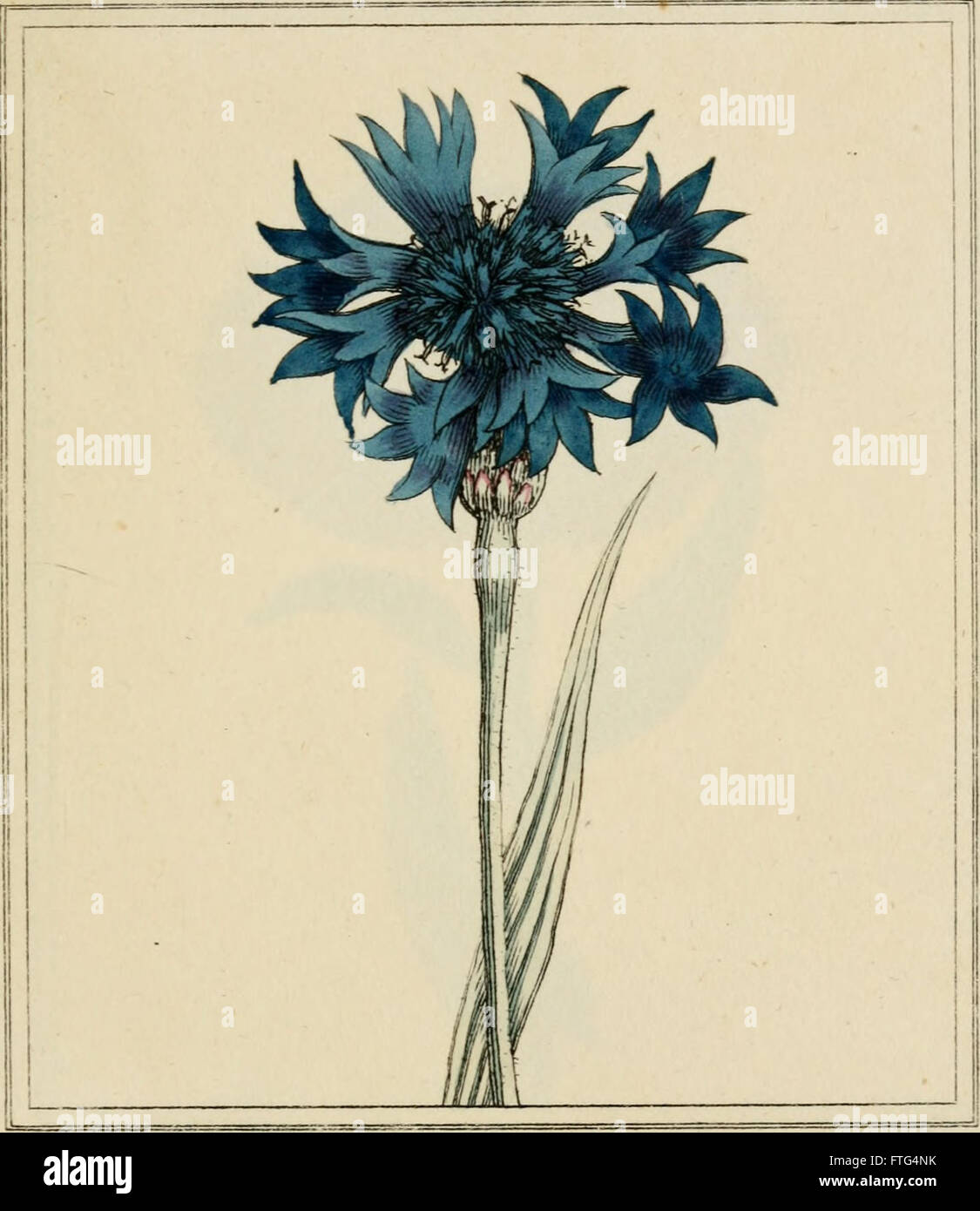 This 1812 Work Presents The Foundational Elements Of Botany As Outlined