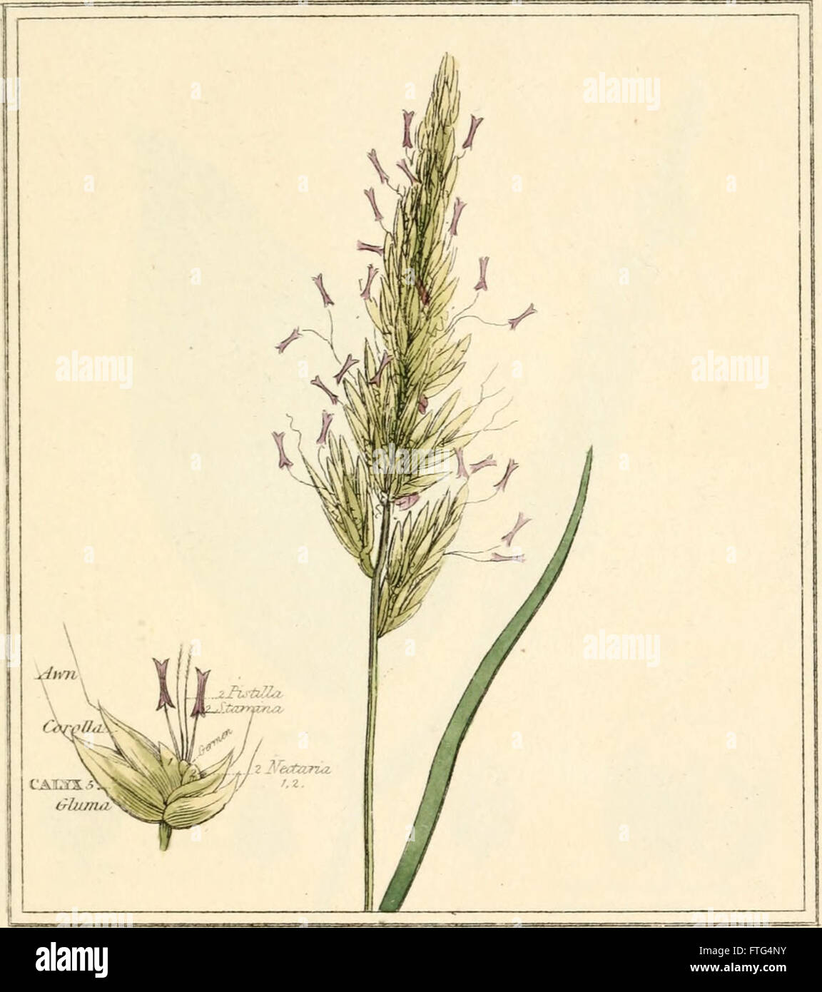 This 1812 Work Presents Linnaeuss System Of Botany Offering Examples To Illustrate The