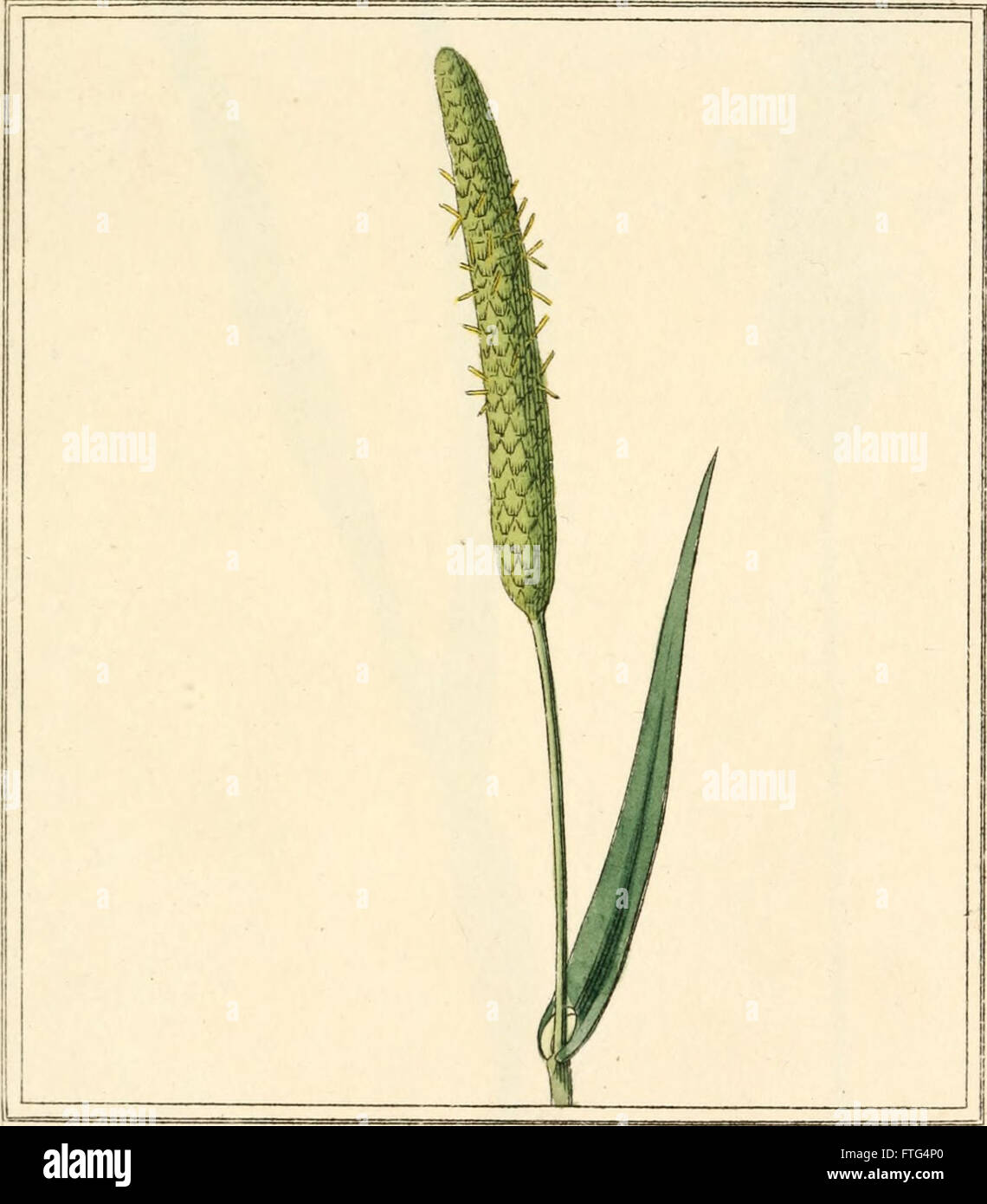This 1812 Work Outlines The Foundational Principles Of Botany Based On Linnaeus Classification