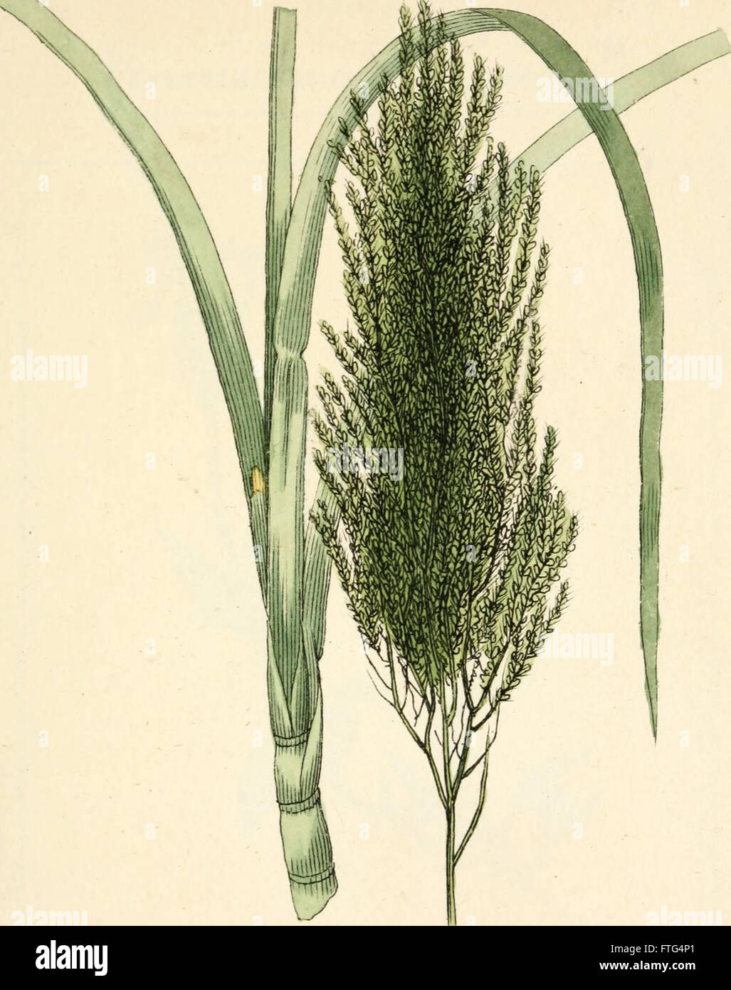 Elements Of The Science Of Botany 1812 By Linnaeus Outlines The Classification System For