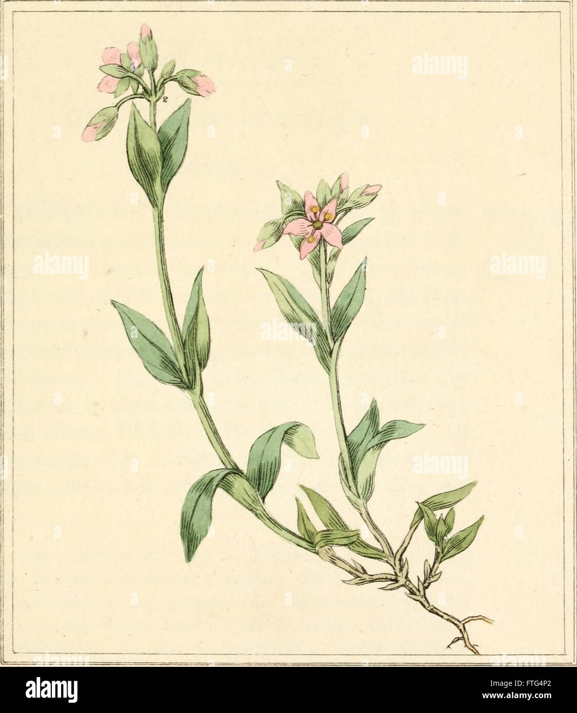 A Foundational Botanical Work From 1812 By Linnaeus Outlining The Science Of Botany And