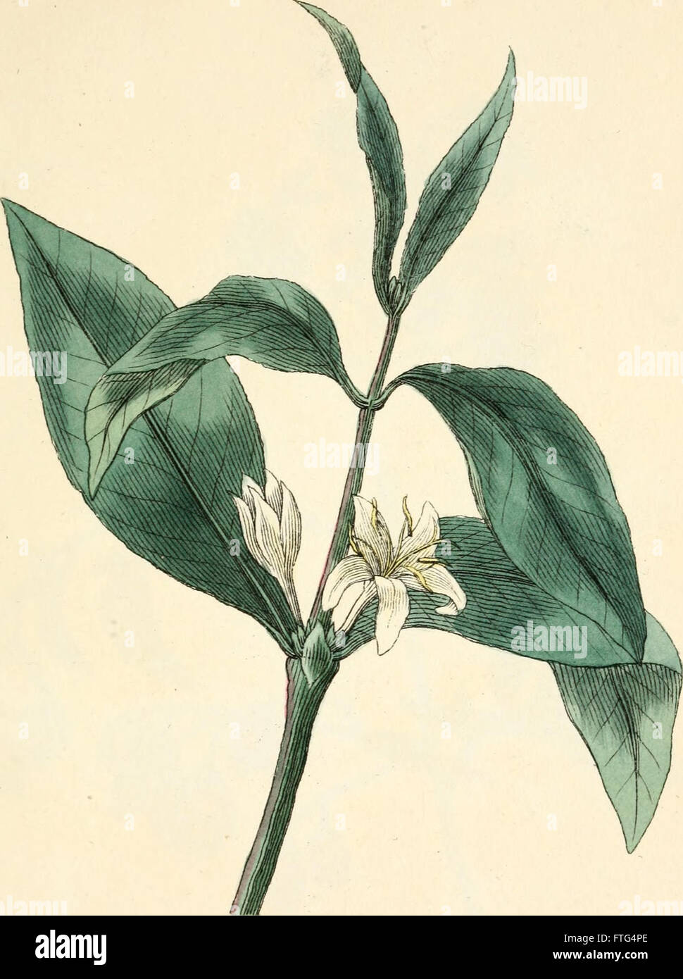 This 1812 Work Outlines Linnaeus Botanical Classification System Illustrating The Various