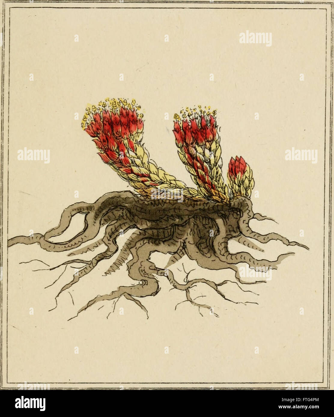 An 1812 Work Detailing The Principles Of Botany According To Linnaeus Providing Examples Of