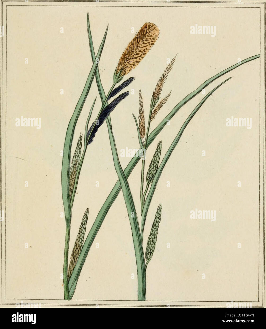 A detailed 1812 work outlining the Linnaean system of plant ...