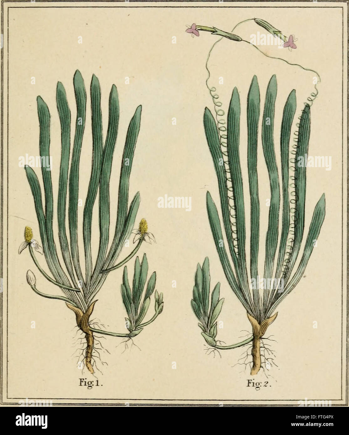 'Elements of the Science of Botany' (1812) outlines the botanical ...