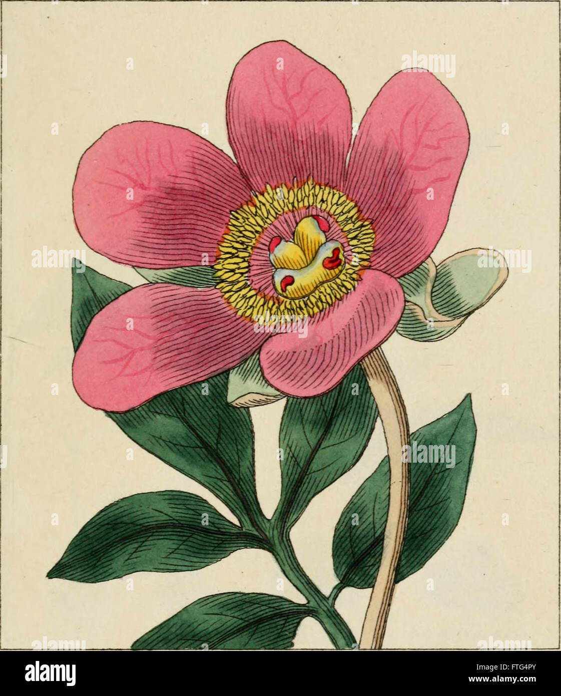 A 1812 Work On Linnaeus Botany System Explaining The Classification Of Plants Into Classes And