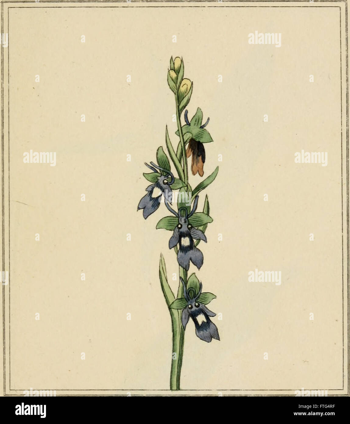 An 1812 Work On Botany Based On Linnaeus Classification System Providing Examples To