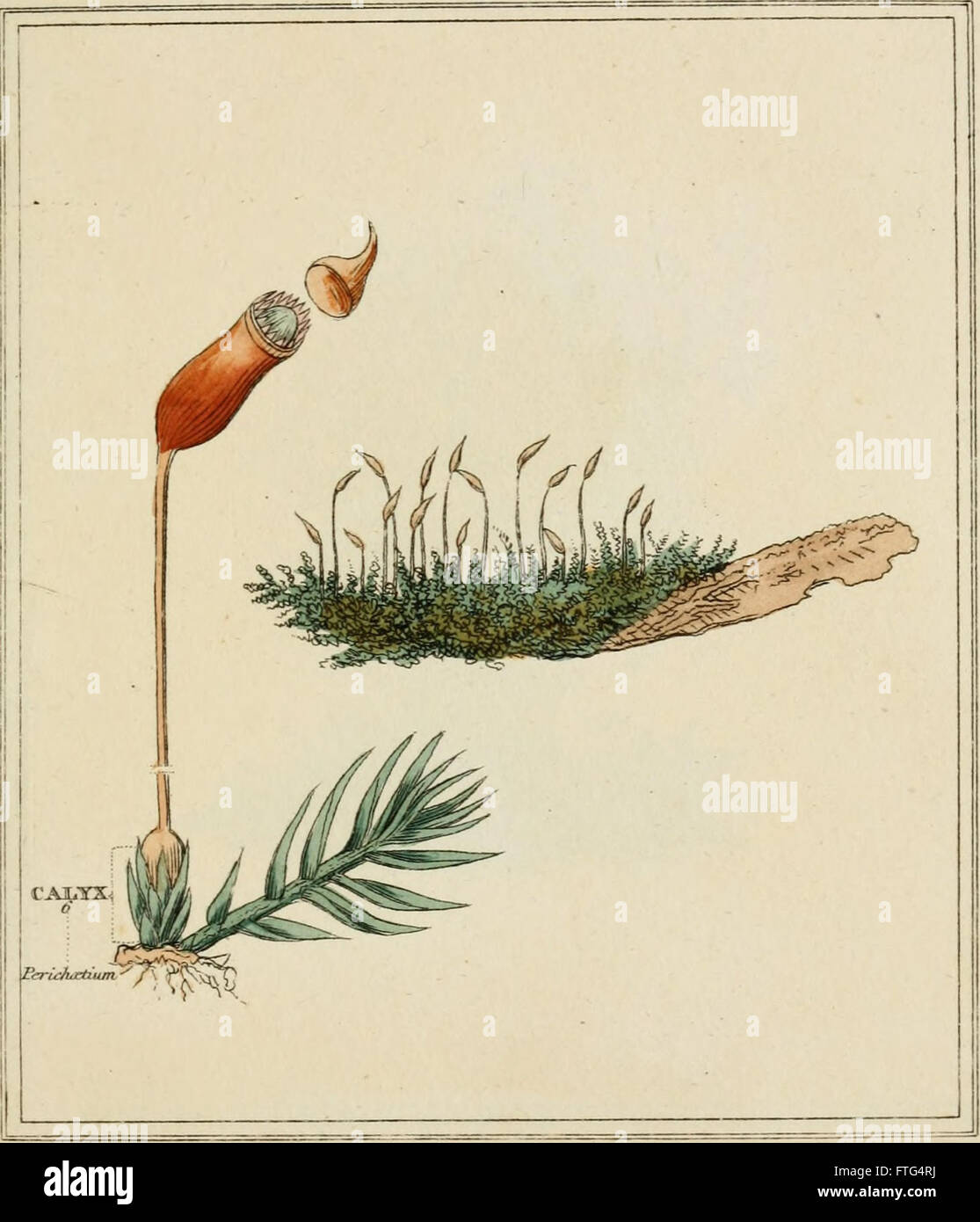 This 1812 text outlines Linnaeus' botanical system, presenting key ...