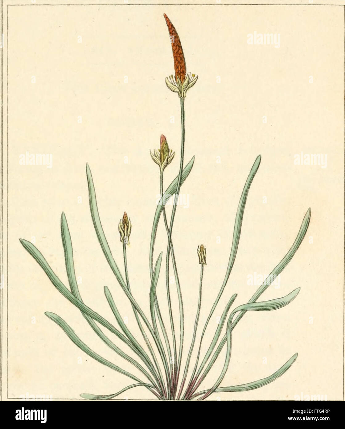 An 1812 Work By Linnaeus Detailing The Fundamental Principles Of Botany Including Examples To