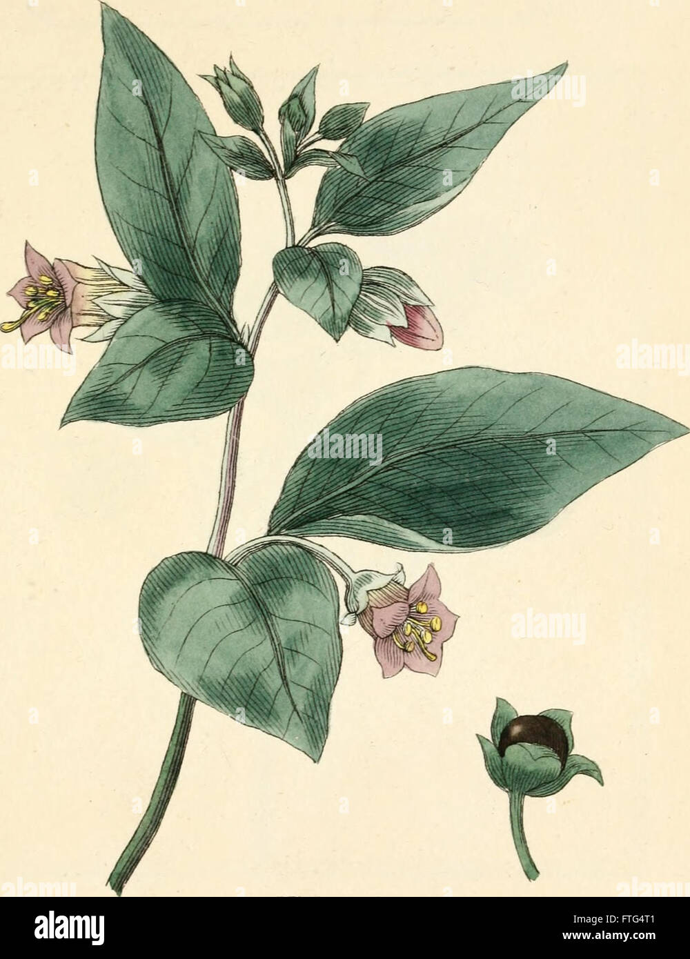 This 1812 Work Explains Linnaeus Botanical System Detailing Plant Classes And Orders With