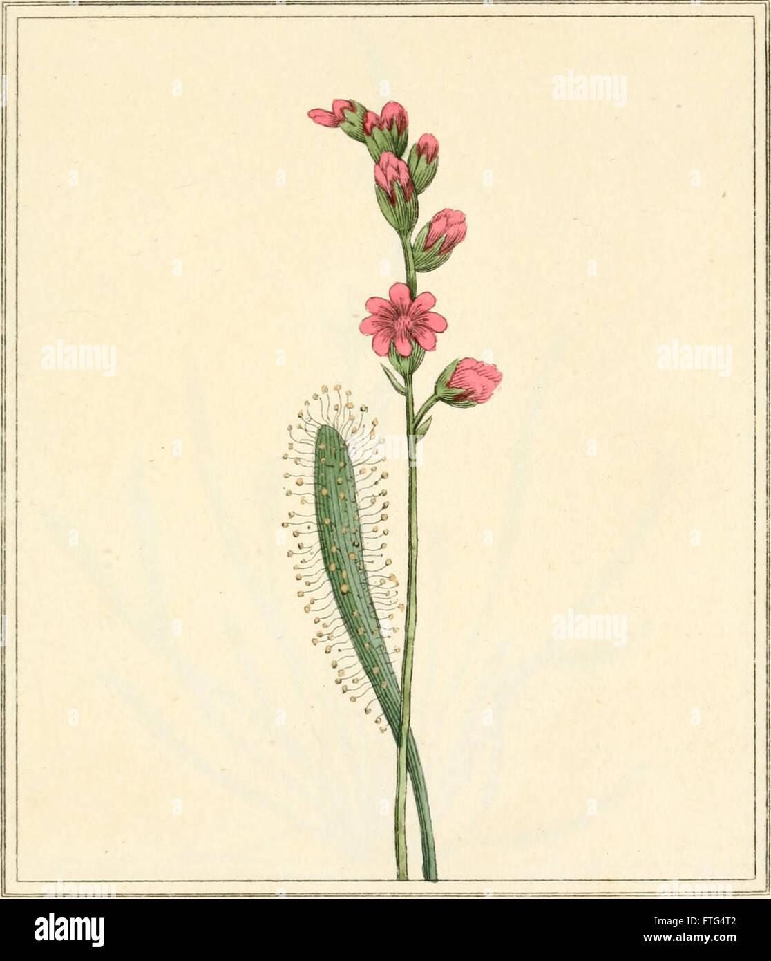 This 1812 Work By Linnaeus Outlines The Foundational Elements Of Botany Illustrating His