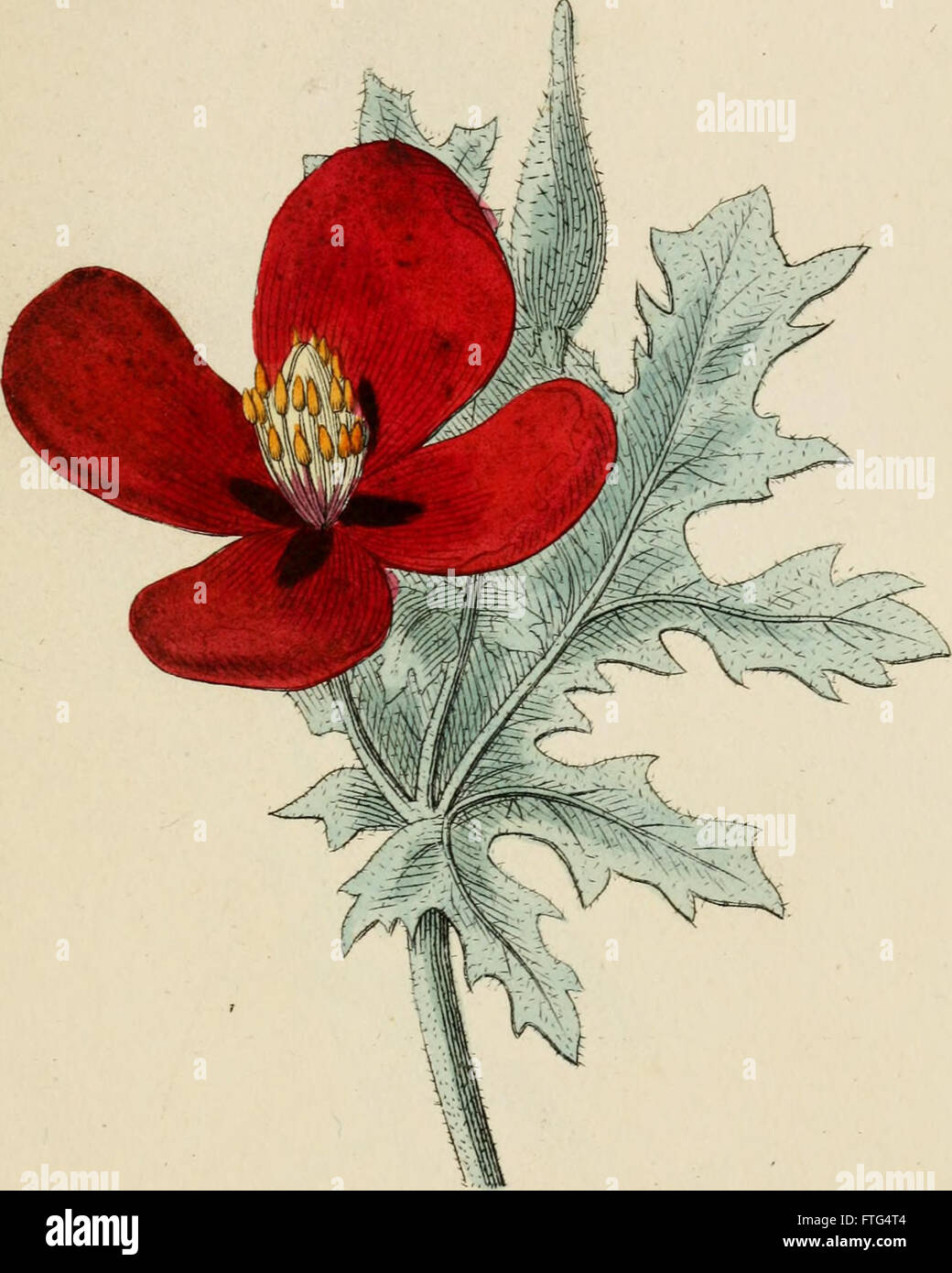 Linnaeus 1812 Work On Botany Outlines His Classification System For Plant Species Offering