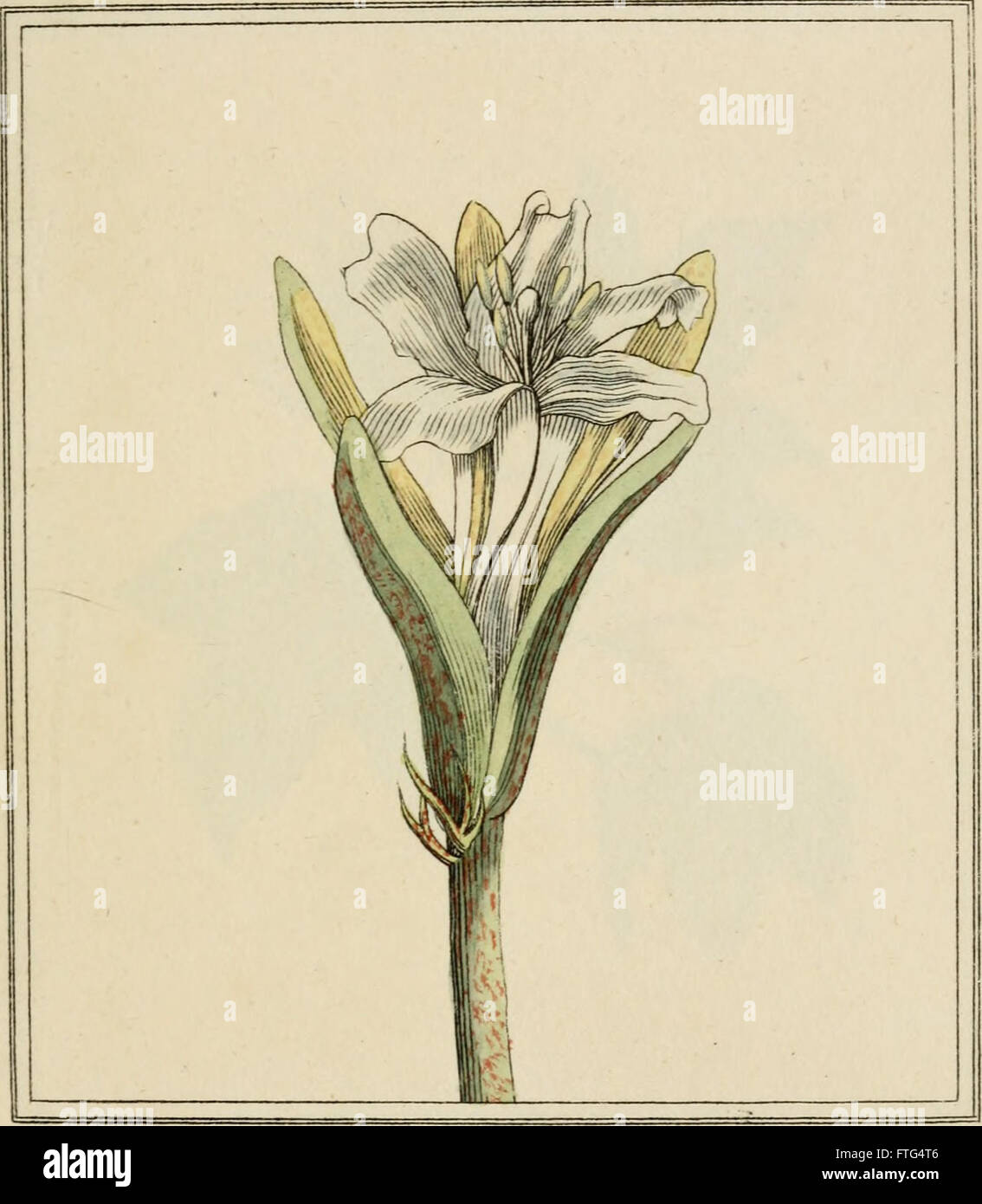 An 1812 work outlining the fundamentals of botany as established by ...