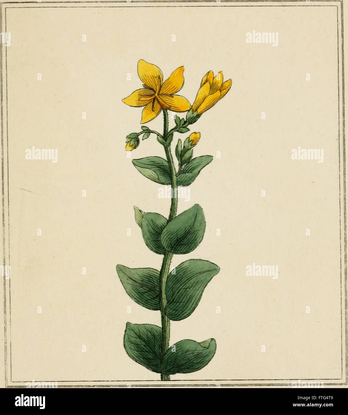 This 1812 work outlines the principles of botany as established by Carl ...