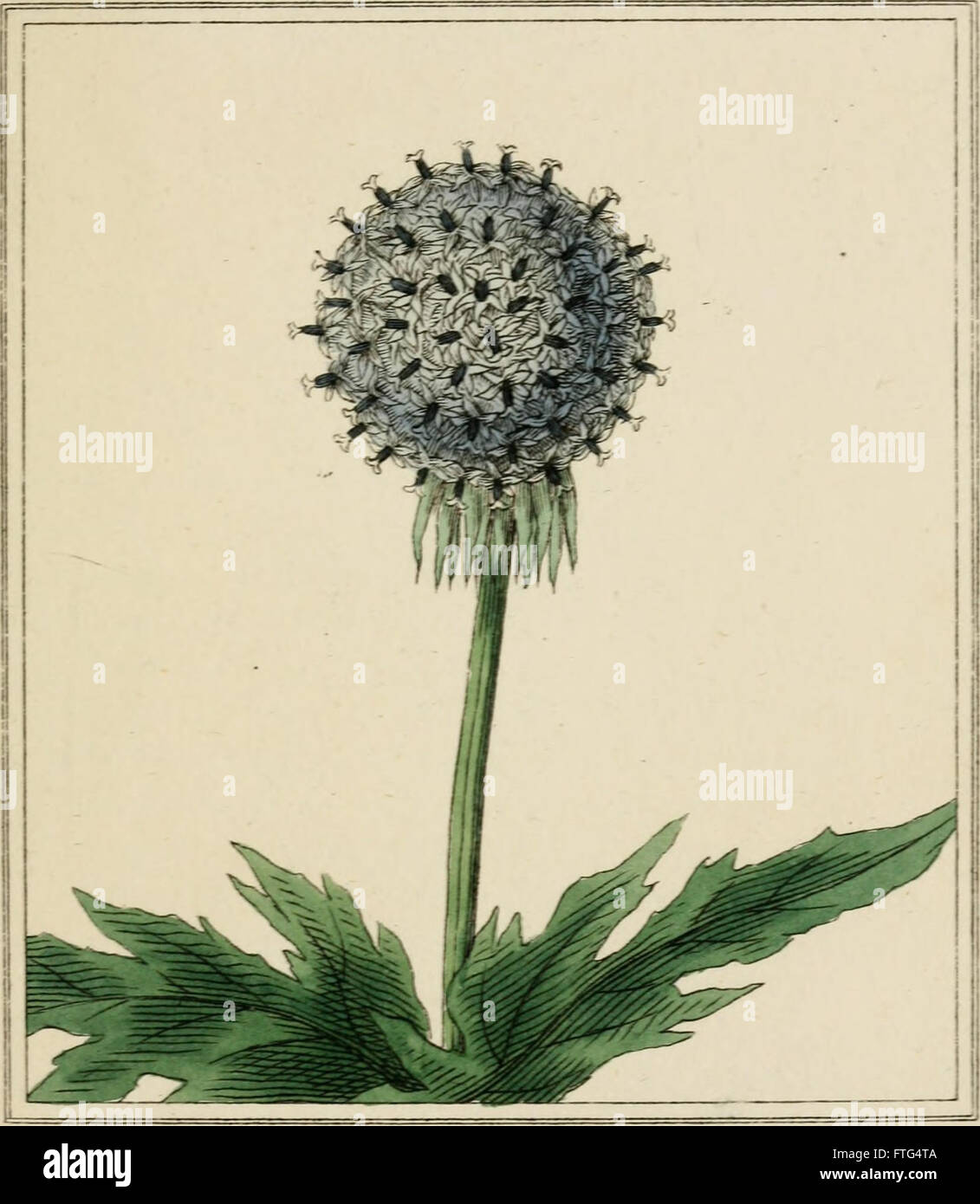 This 1812 Work By Linnaeus Presents The Principles Of Botany Including Detailed Examples Of