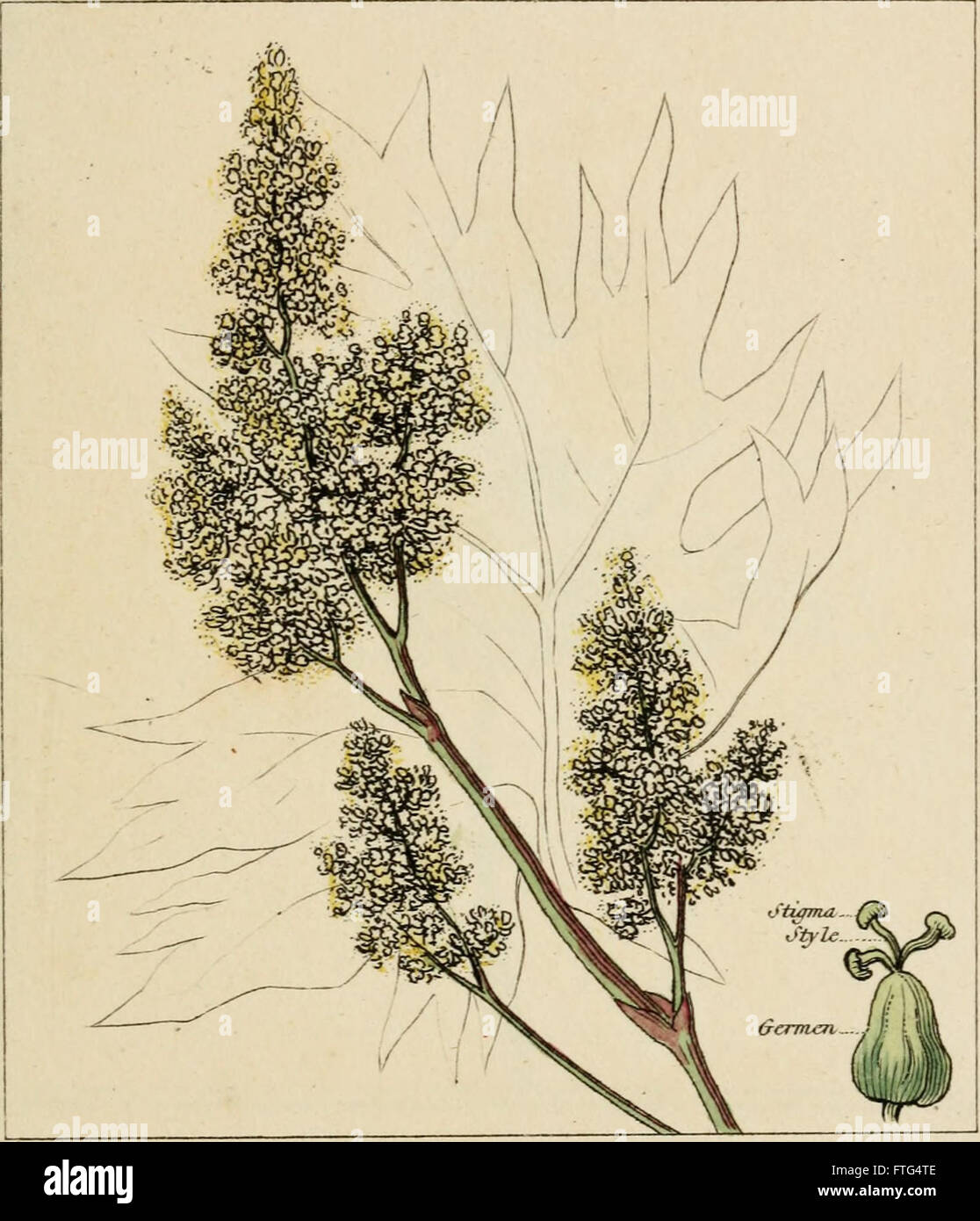 This 1812 Work Outlines The Foundational Principles Of Botany According To Linnaeus