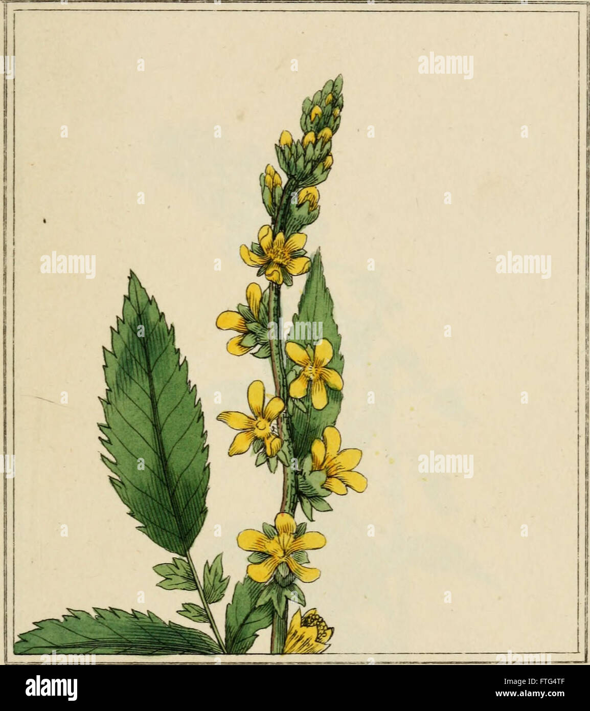 This 1812 work outlines the principles of botany according to Carl ...