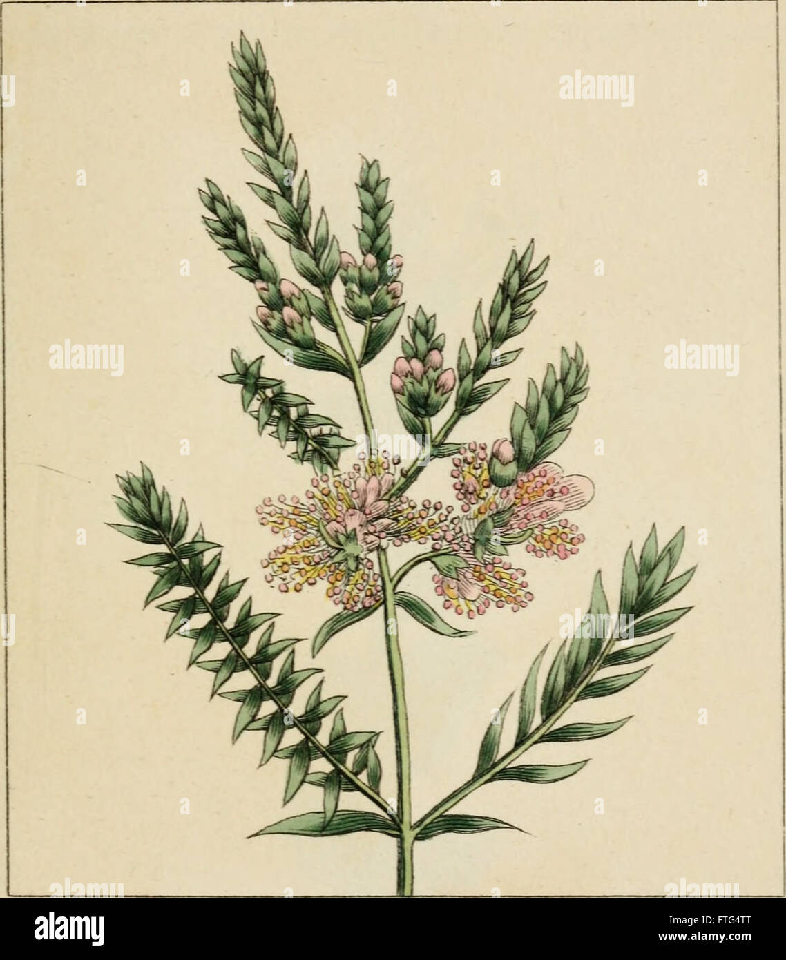 This 1812 Work By Linnaeus Outlines The Fundamental Principles Of Botany Categorizing Plants