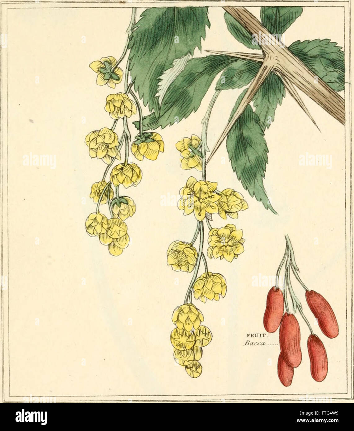This 1812 Edition Expands On Linnaeuss System Of Botanical Classification Offering Further