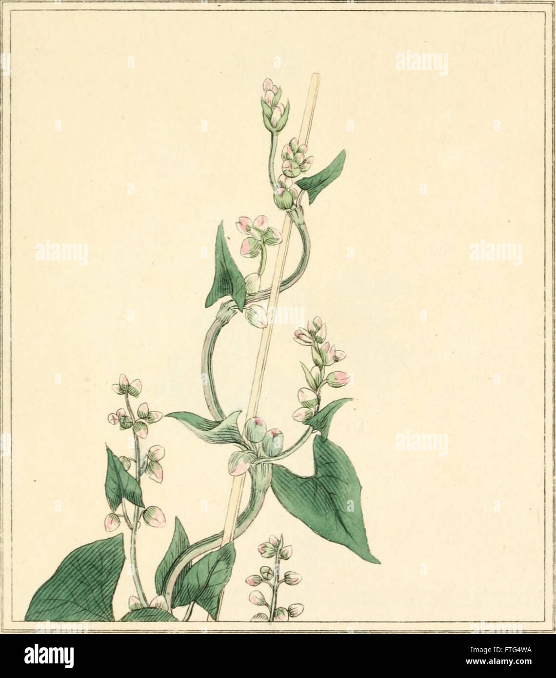 This 1812 text by Linnaeus outlines the foundational principles of ...