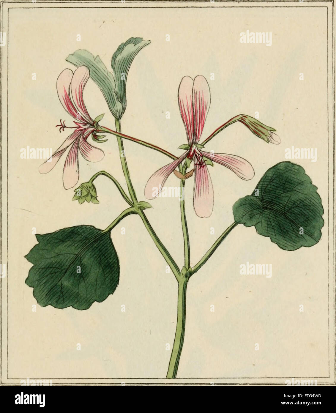 An 1812 Text Outlining Linnaeus Classification System For Botany Offering Examples To