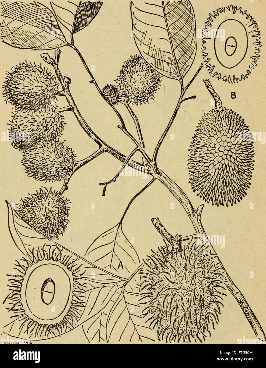 'Emergency Food Plants and Poisonous Plants of the Islands of the ...