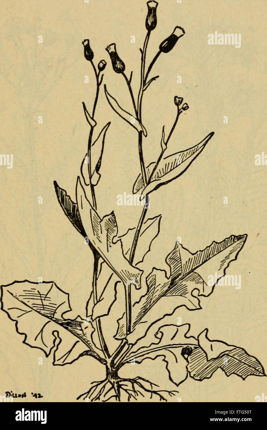 A 1943 guide identifying emergency food plants and poisonous plants of ...