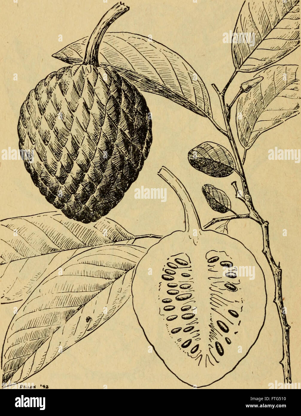 A 1943 guide to emergency food plants and poisonous plants found on the ...