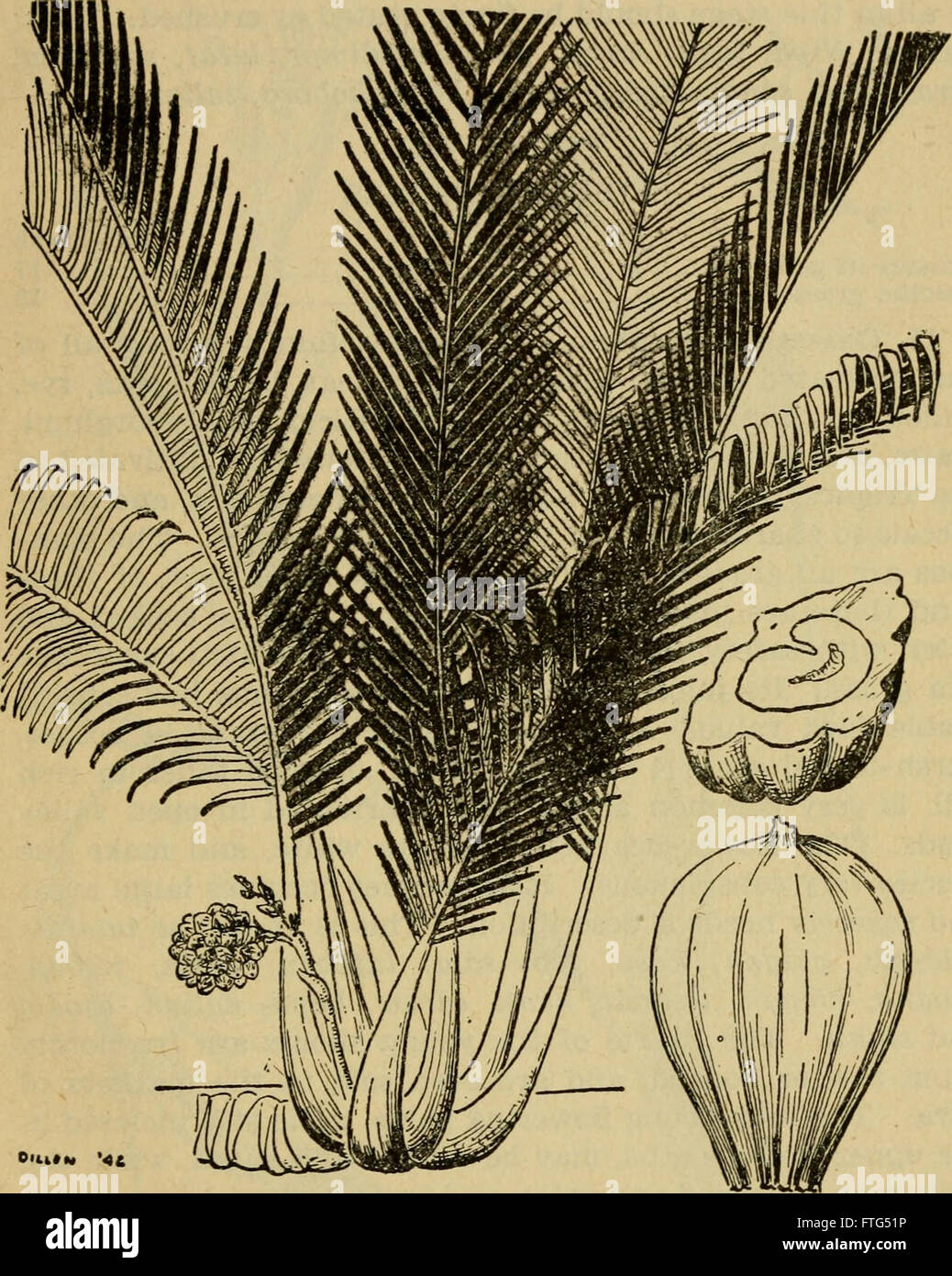 A 1943 guide focusing on emergency food plants and poisonous plants ...