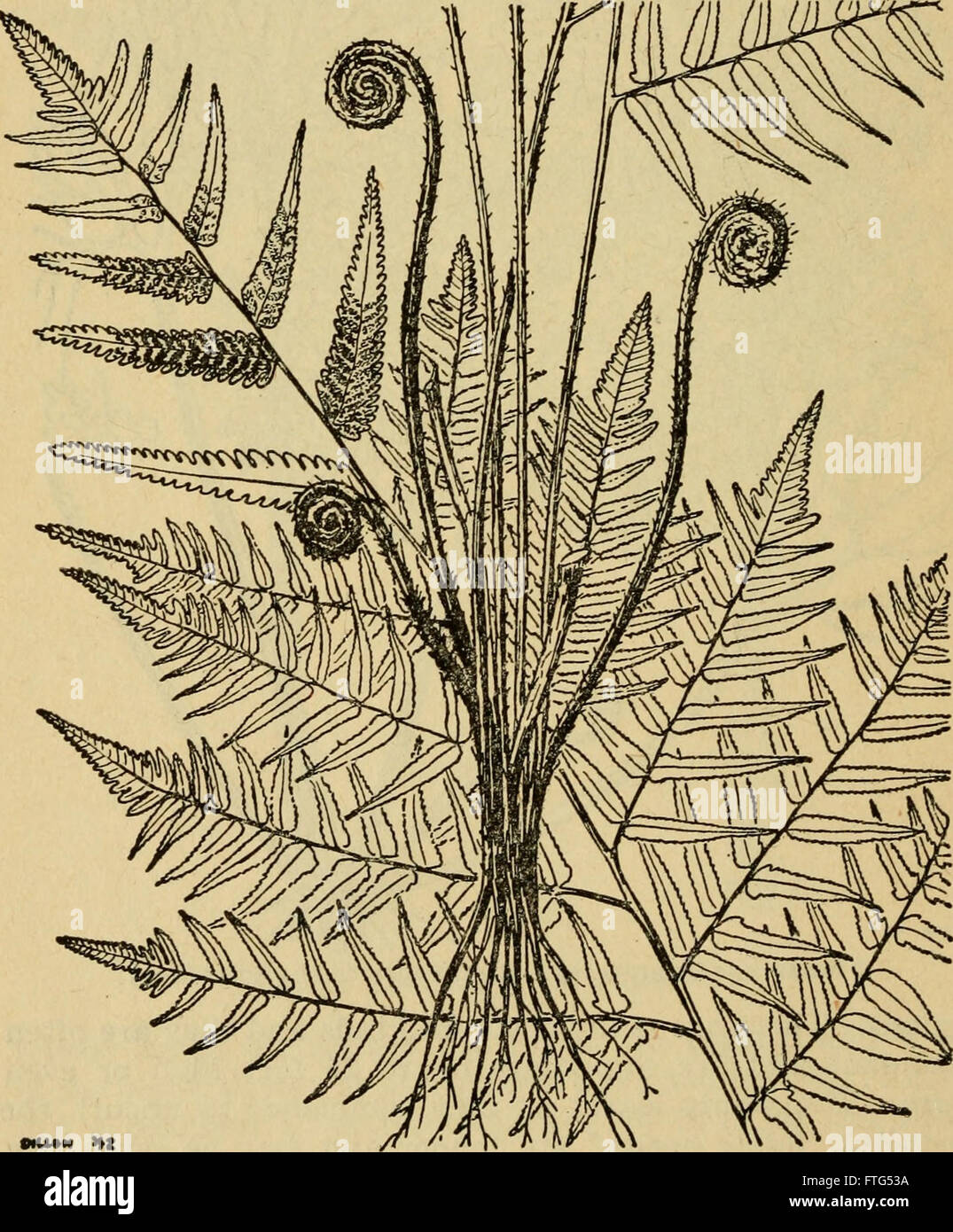 A 1943 study identifying emergency food plants and poisonous plants in ...