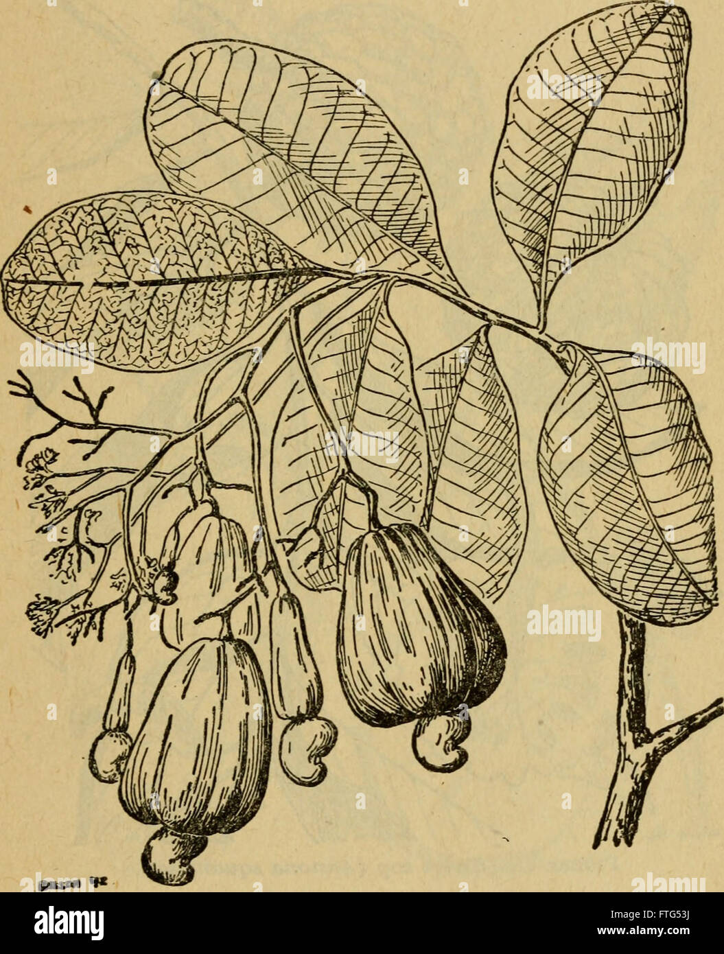 A 1943 guide to identifying emergency food plants and poisonous plants ...