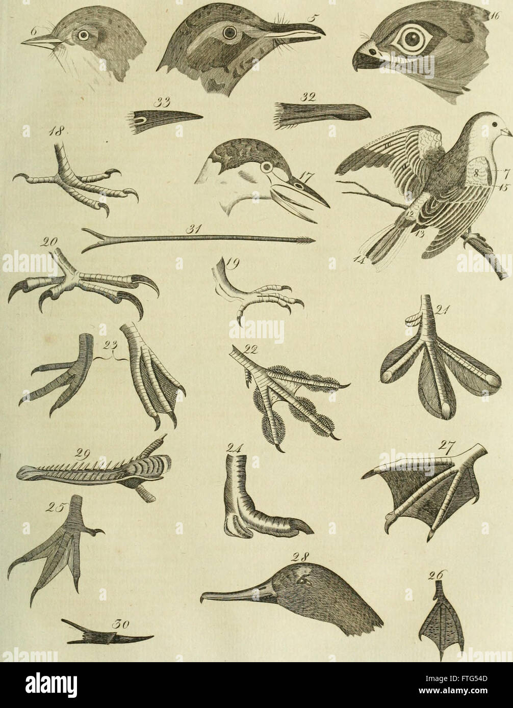 The *Encyclopaedia* is a comprehensive reference work that categorizes ...