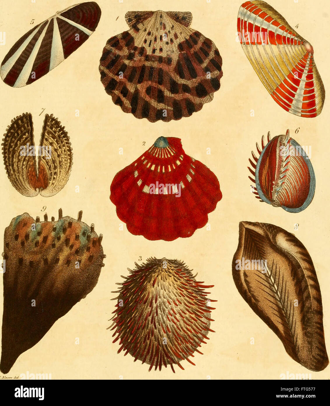 'Encyclopaedia Londinensis' is a comprehensive dictionary (early 19th ...