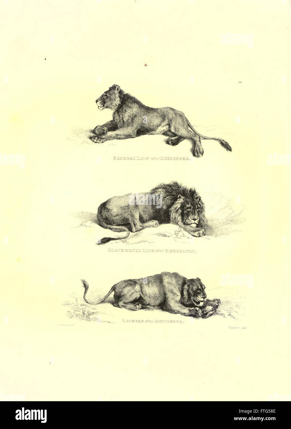 An engraving depicting various animals including lions, tigers ...