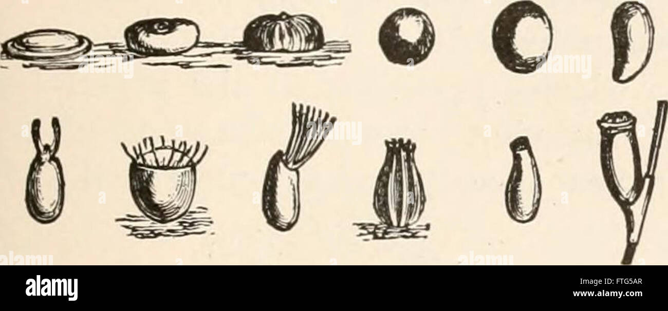 This 1888 guide introduces entomology to beginners, providing useful ...