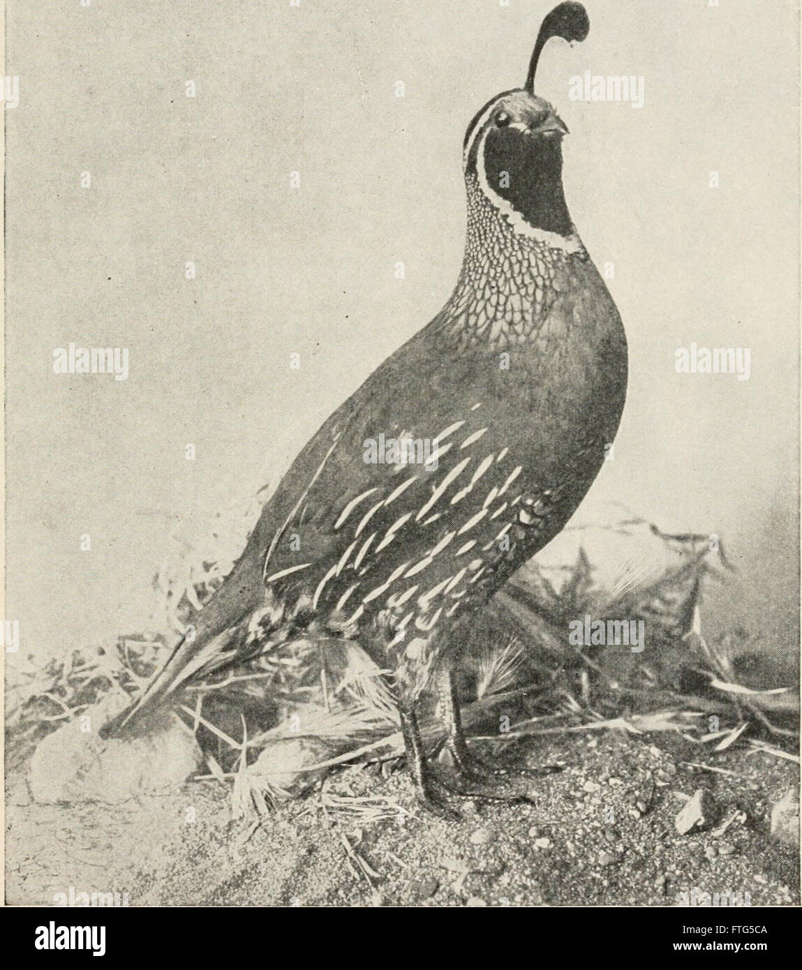 This 1907 work discusses the evolution and life processes of animals ...