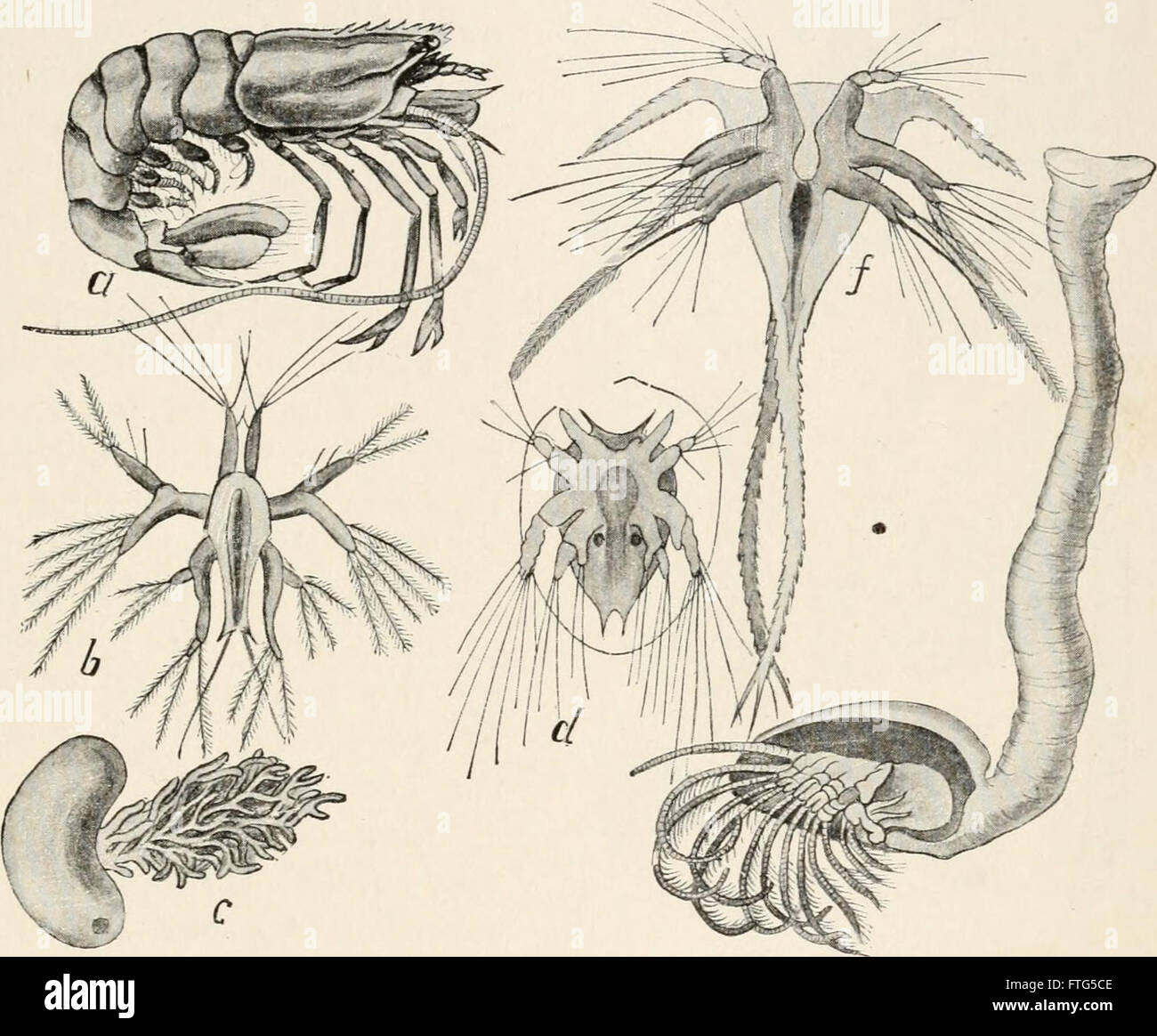 A 1907 textbook discussing the evolutionary processes, laws, and ...