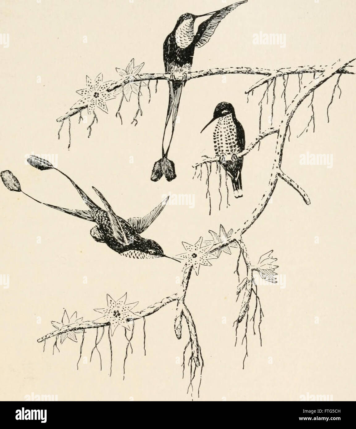 A 1907 work exploring the evolution of animal life, discussing key ...