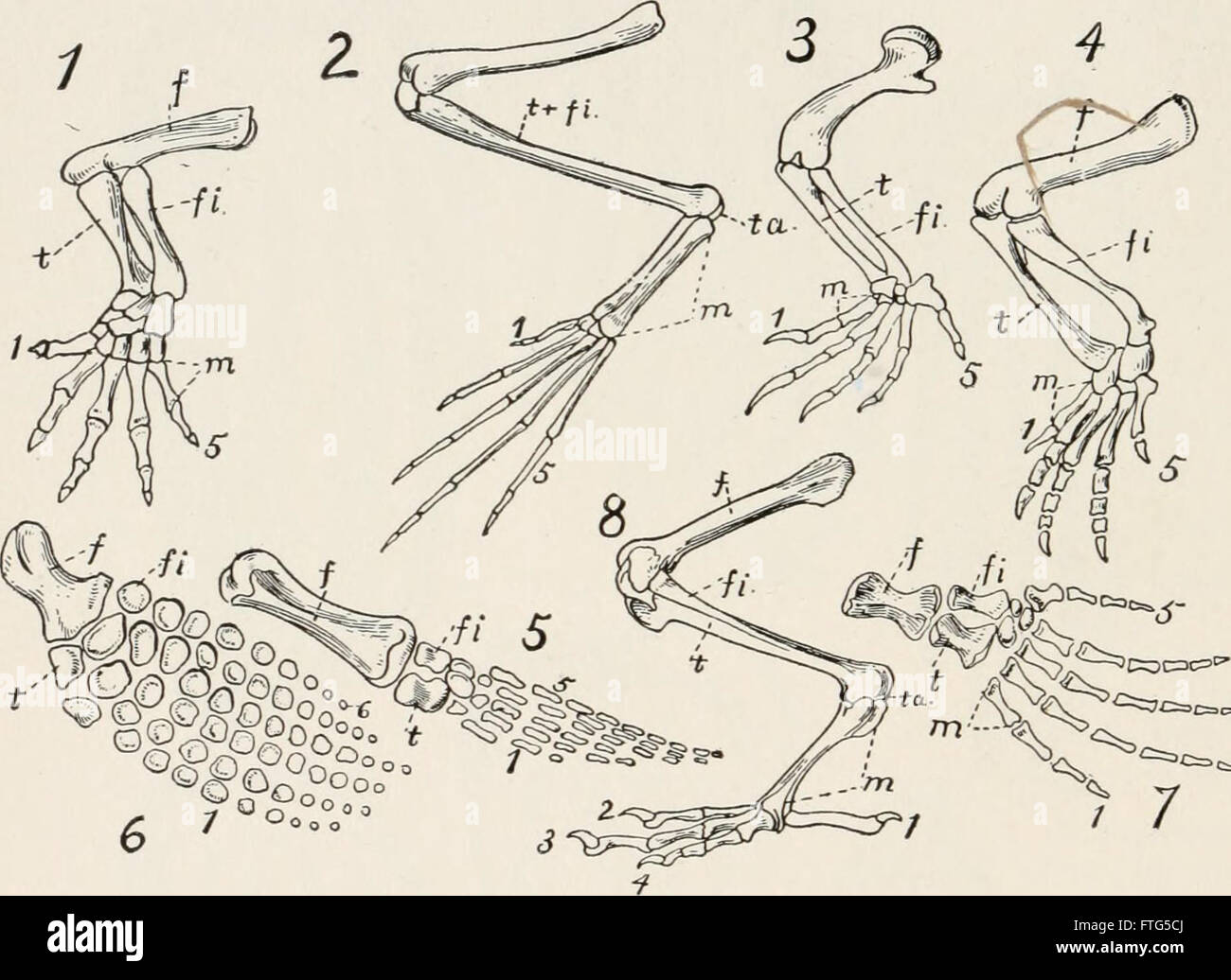 A 1907 text exploring the principles of evolution, focusing on the life ...