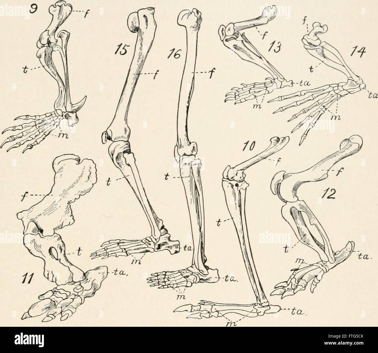 This 1907 work provides an overview of animal life and evolution ...