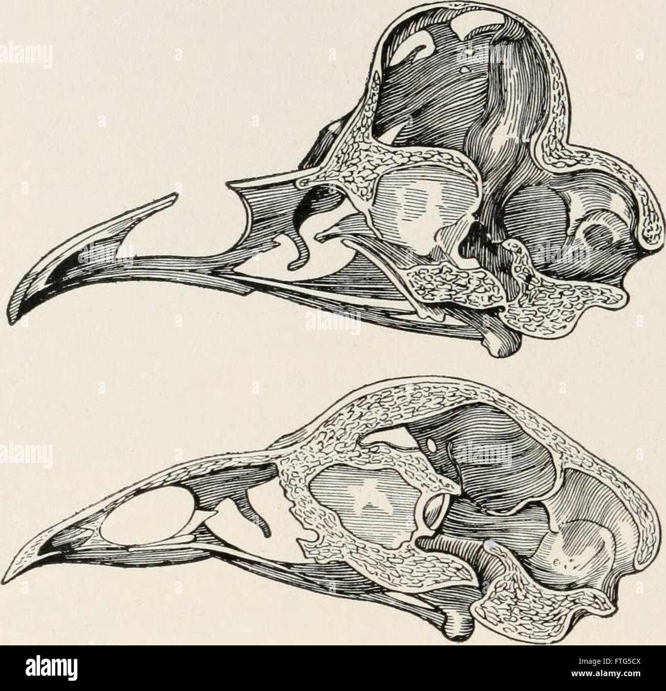 A 1907 book explaining the principles of evolution and the life of ...