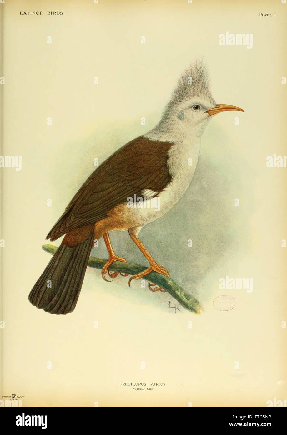 A detailed study of extinct bird species, including visual ...