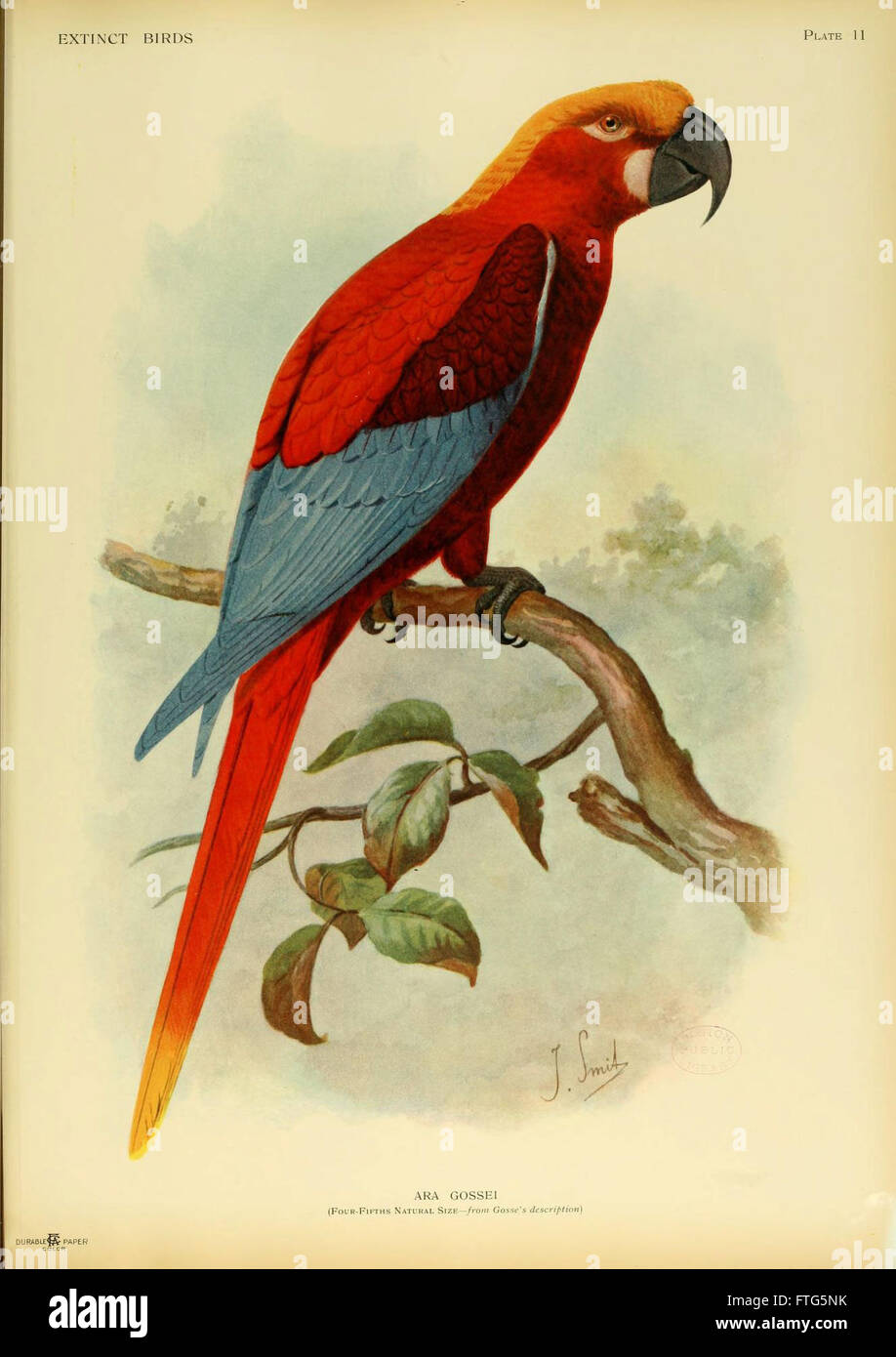 This illustration showcases various extinct bird species, providing an ...